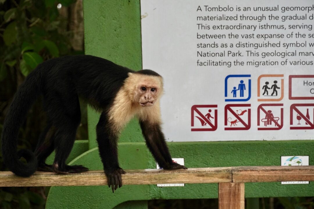 Manuel Antonio National Park: Complete Guide (Tickets, Things To Do ...